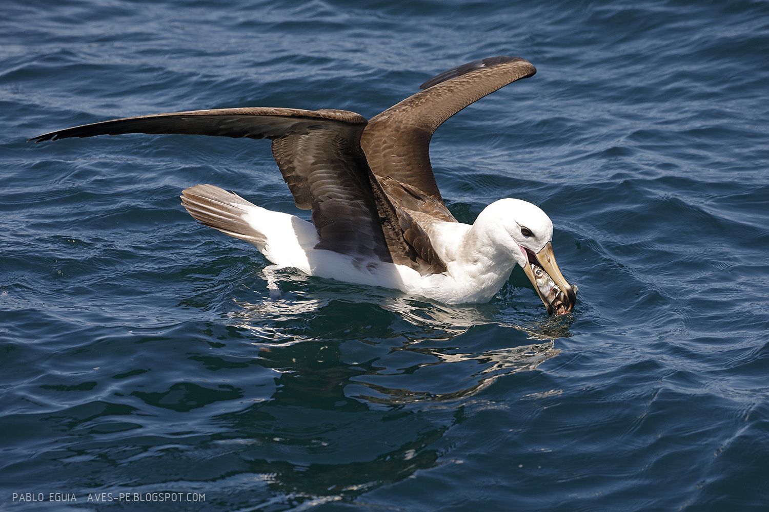 mis fotos de aves: Thalassarche melanophris Albatros Ceja Negra Black ...