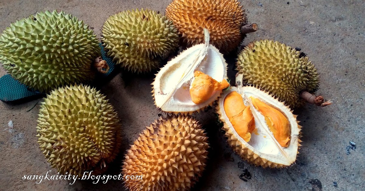 Papaken – Buah Khas Kalimantan | Sangkay City