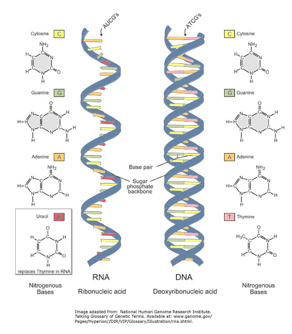 Appuntando chimica e biologia: RNA