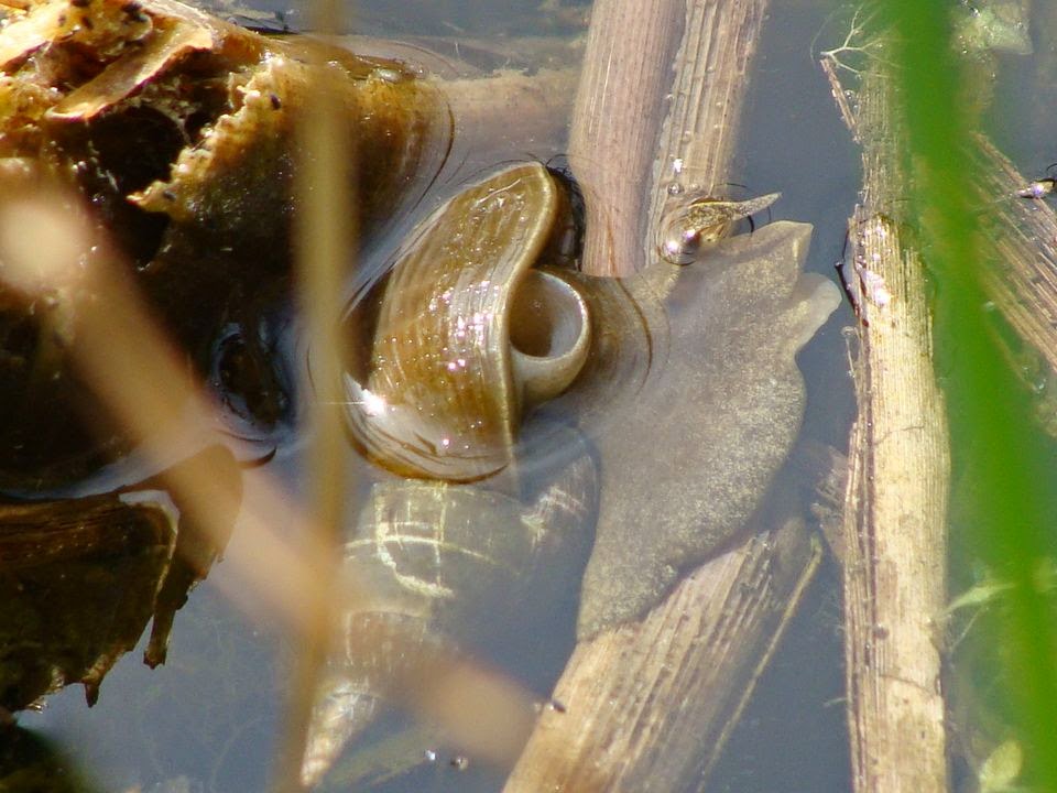 Snails and Slugs from Romania: Lymnaea stagnalis