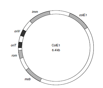 Plasmid dan Episom | JENDELA KITA