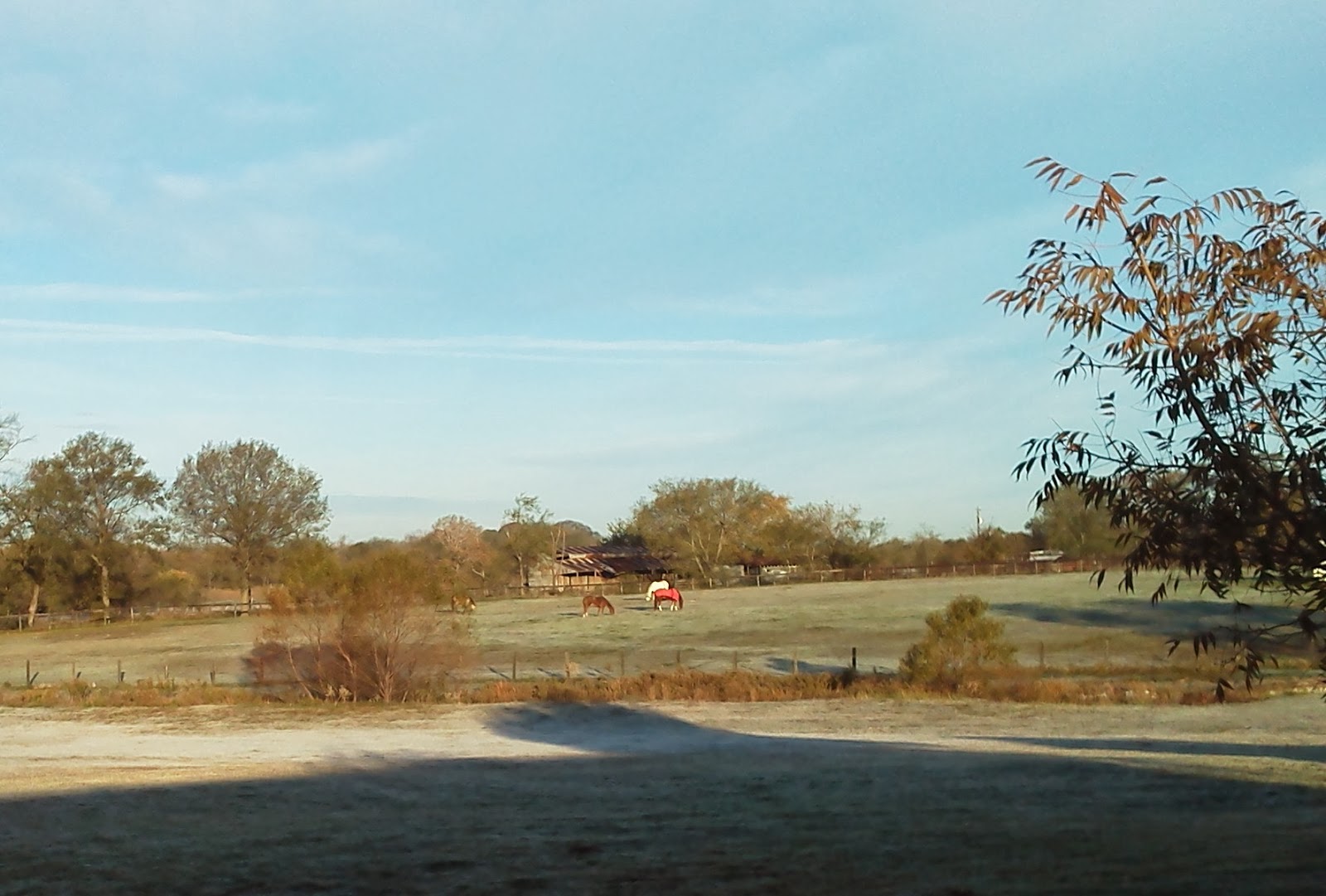 Shadow Ranch Therapeutic Riding Center: Just Pics