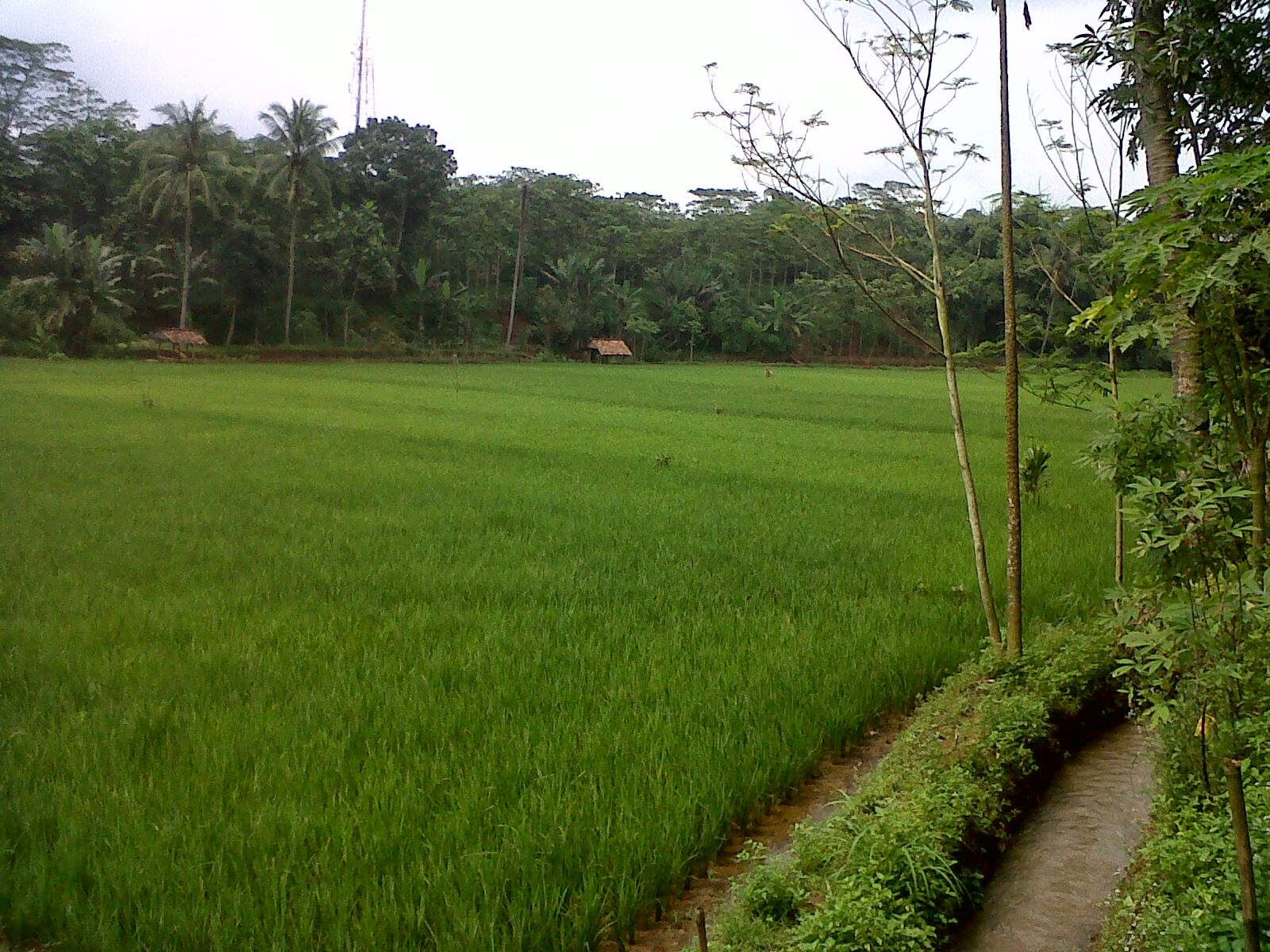 PESAWAHAN DESA WANAKERTA PURWADADI ~ I LOVE SUBANG PESAWAHAN DESA WANAKERTA PURWADADI ~ I LOVE SUBANG