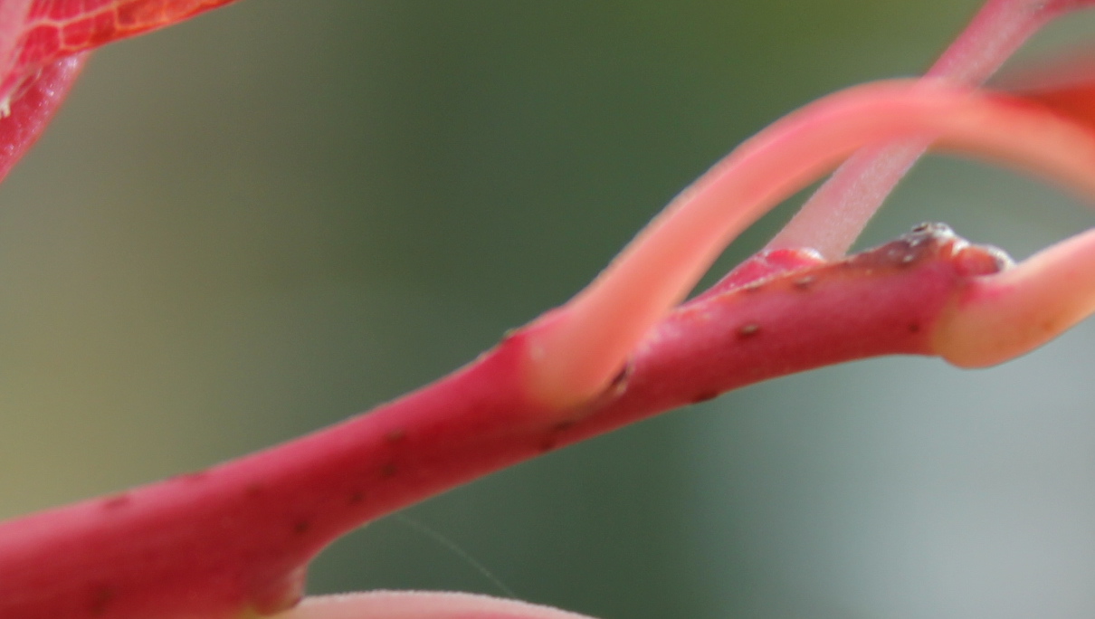 Biological Thinking: Winter, Spring, Summer, Abscission
