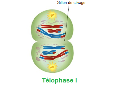 Les 8 étapes de la méiose | Bio faculté