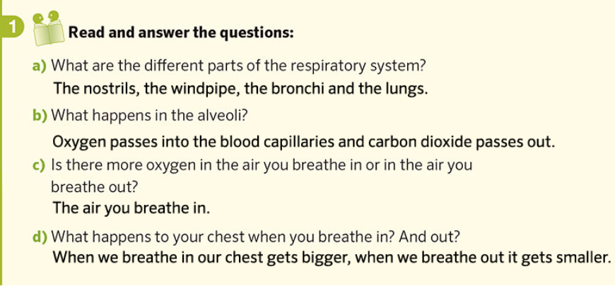 4º C y D: BILINGUAL SUBJECTS: Respiratory system: questions