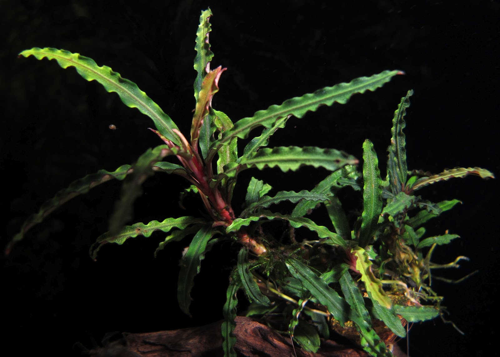 endemic plants: Bucephalandra sp. Velvet Leaf 1