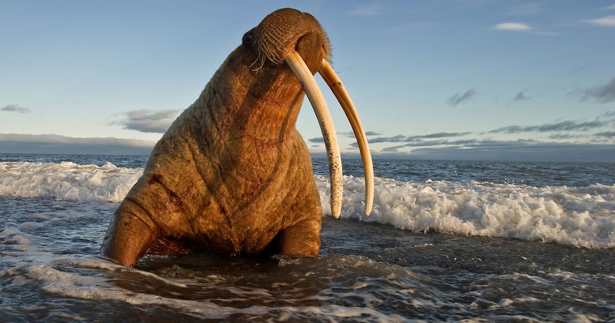 daily timewaster: A Mighty Tusker