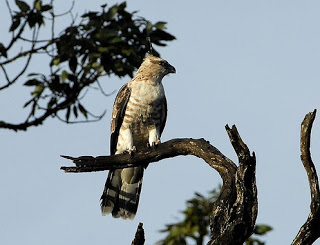 Fauna Indoneisa: JENIS-JENIS ELANG DI INDONESIA