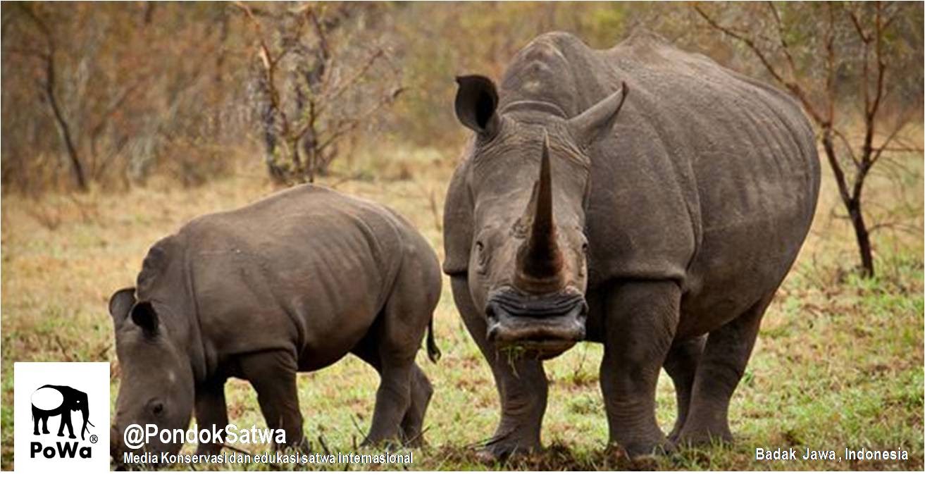 MAMALIA ENDEMIK INDONESIA : Badak Jawa Bercula Satu ~ Pondok Konservasi ...