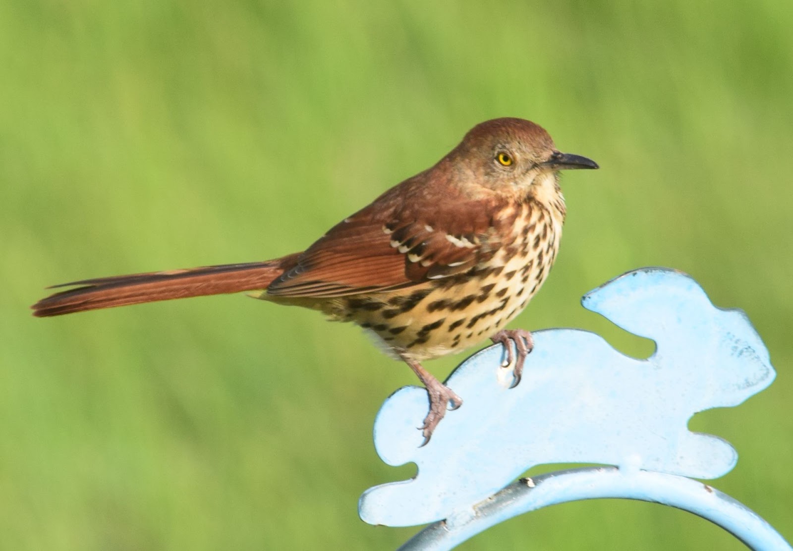 Garden Musings: Banshee & the Brown Thrasher