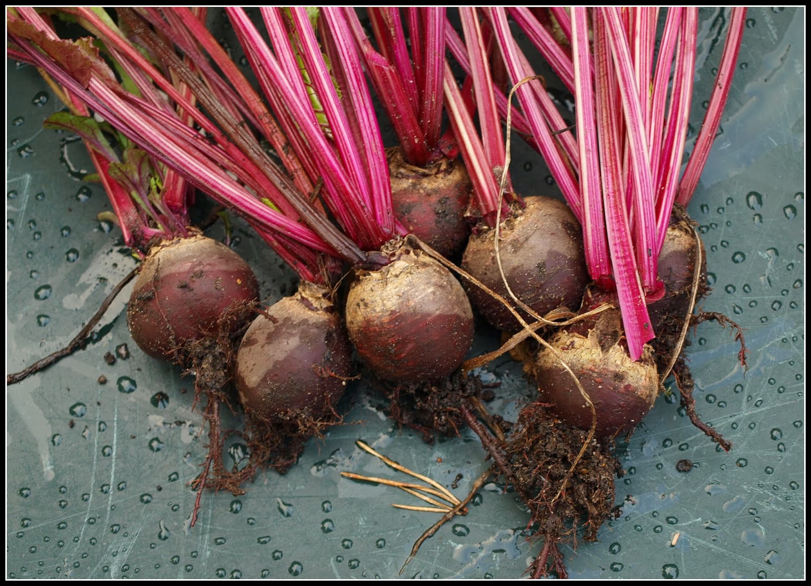 Mark's Veg Plot: Harvest Monday - 23 September 2013