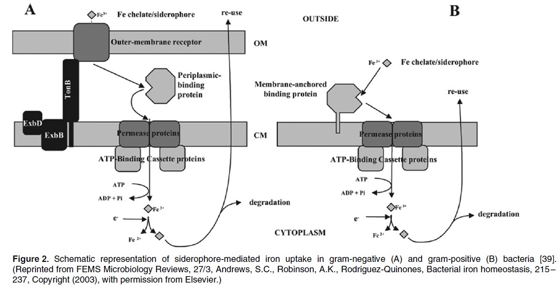 AgroBonômica: Sideróforos