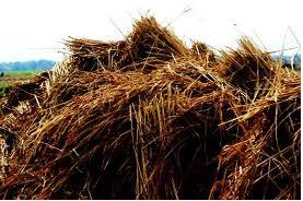 Pemanfaatan Jerami Padi Sebagai Bahan Subtitusi pada Pembuatan Panel ...