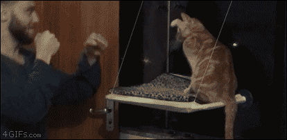 Funny cats - part 304 (40 pics + 10 gifs) | Amazing Creatures
