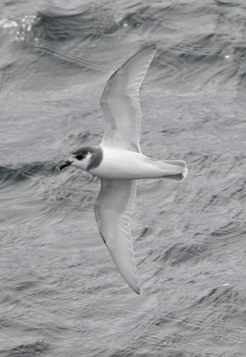Argentina nativa: Petrel azulado (Halobaena caerulea)