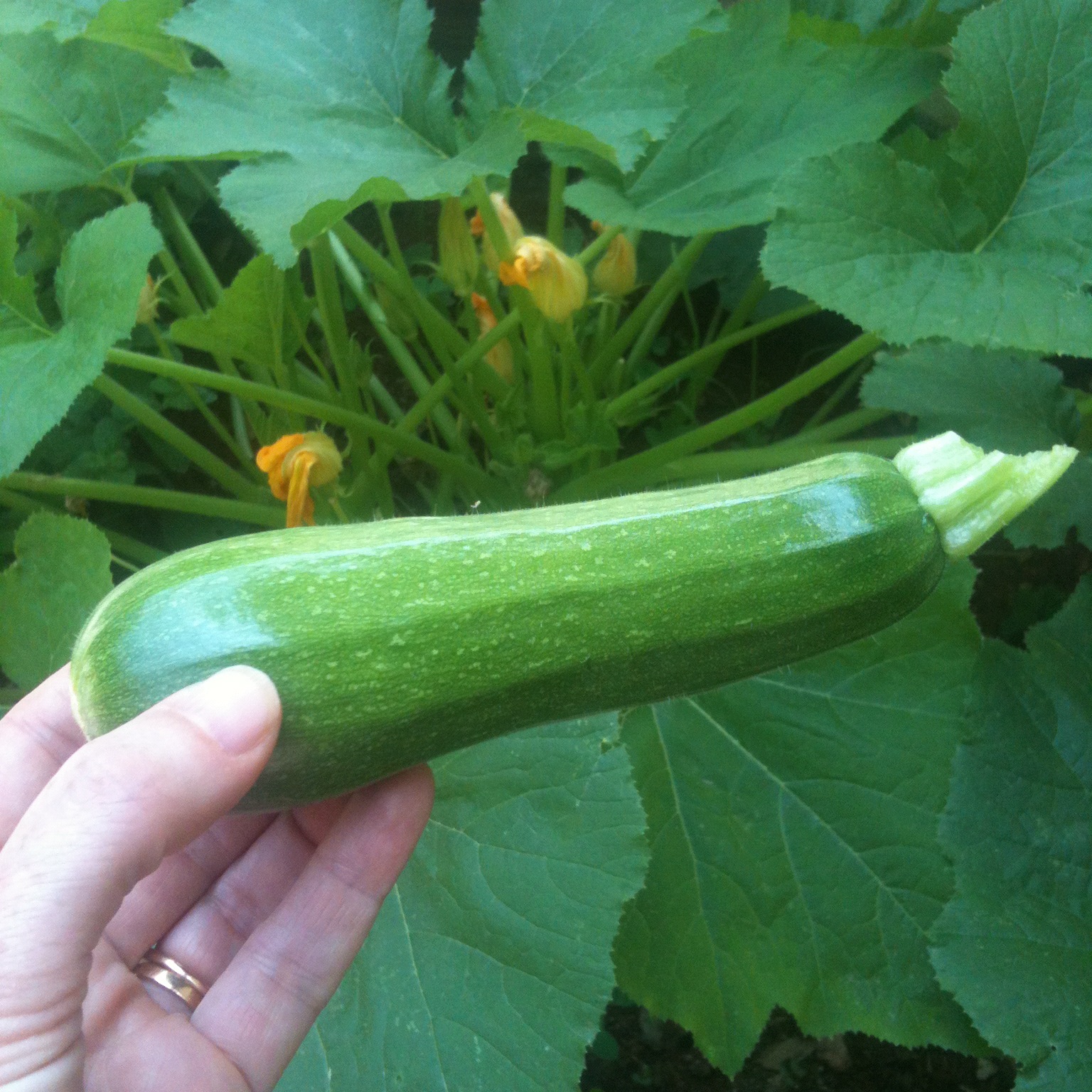 A Mrs Maker: What to do with those courgettes (zucchinis)