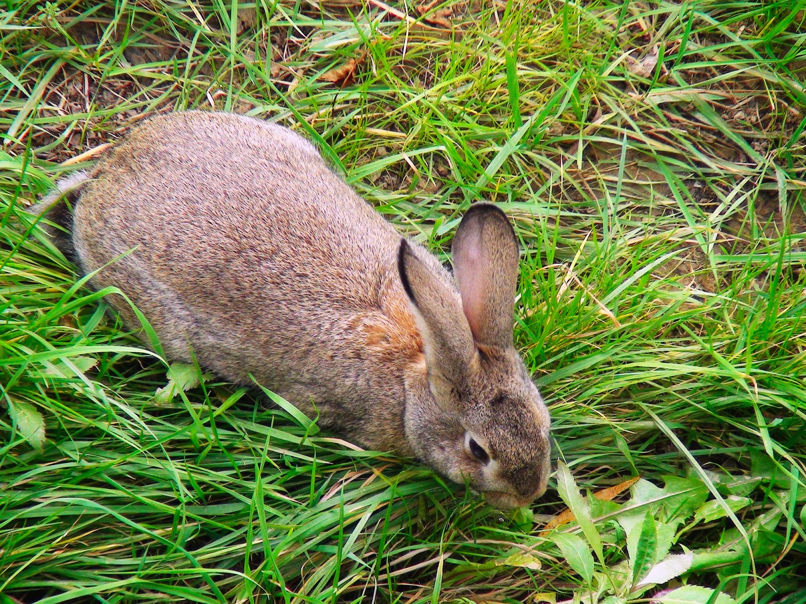 Un blog sobre Ampuero y otros lugares cercanos: Un oryctolagus cuniculus