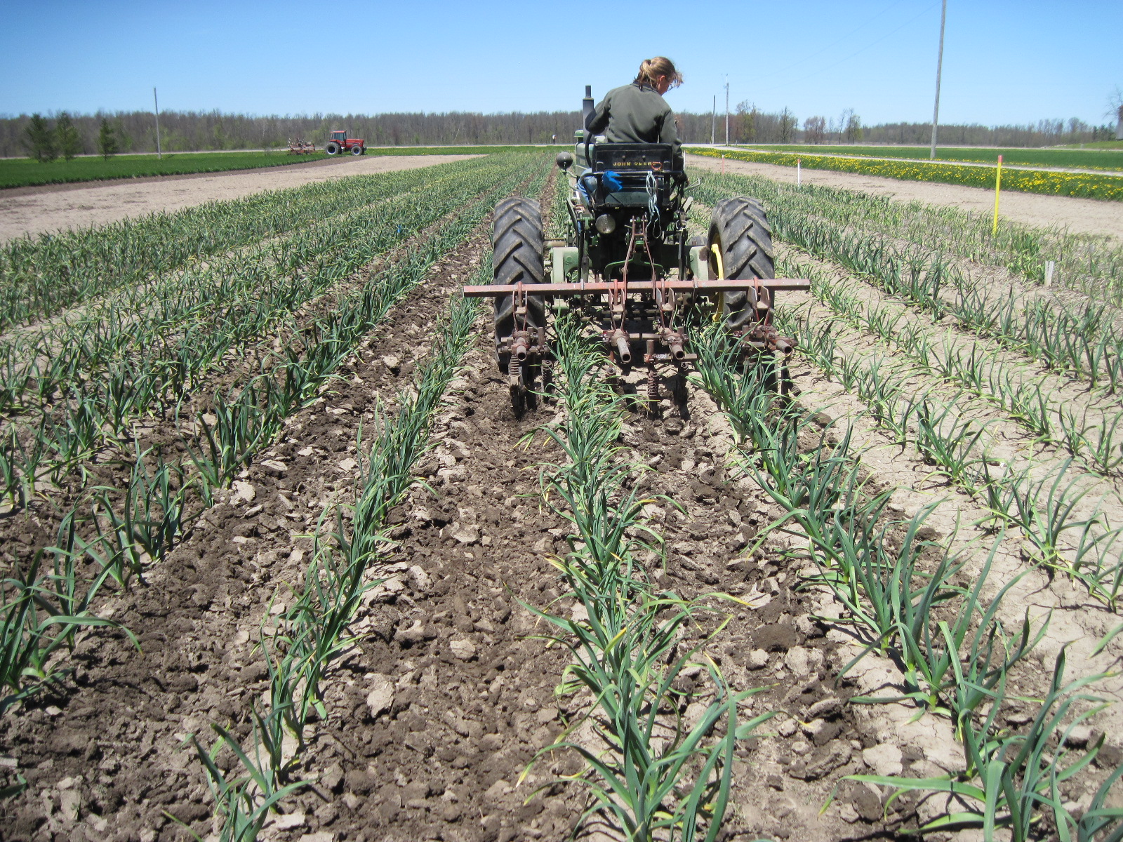 Growing Ontario Garlic Garlic Gallery