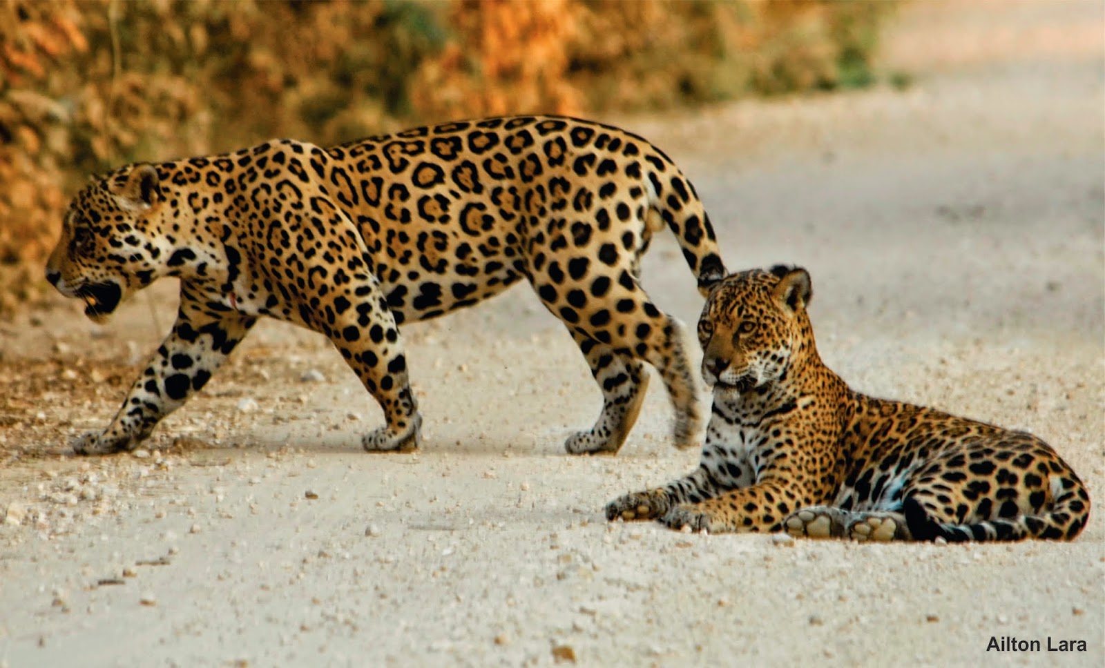 fotos de um jaguar animal