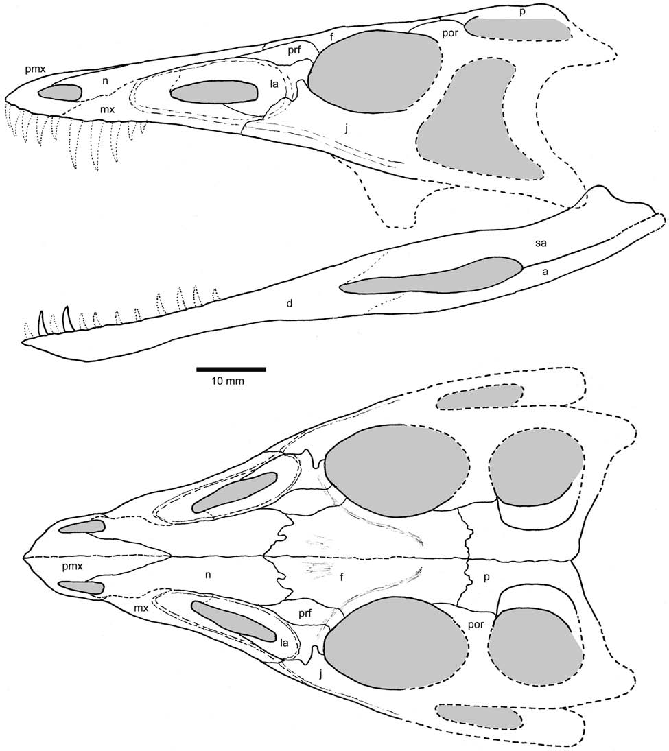 Waxing Paleontological: Adorable Triassic Pseudosuchians
