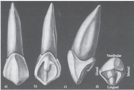 Tutorial Anatomía Cabeza y Cuello