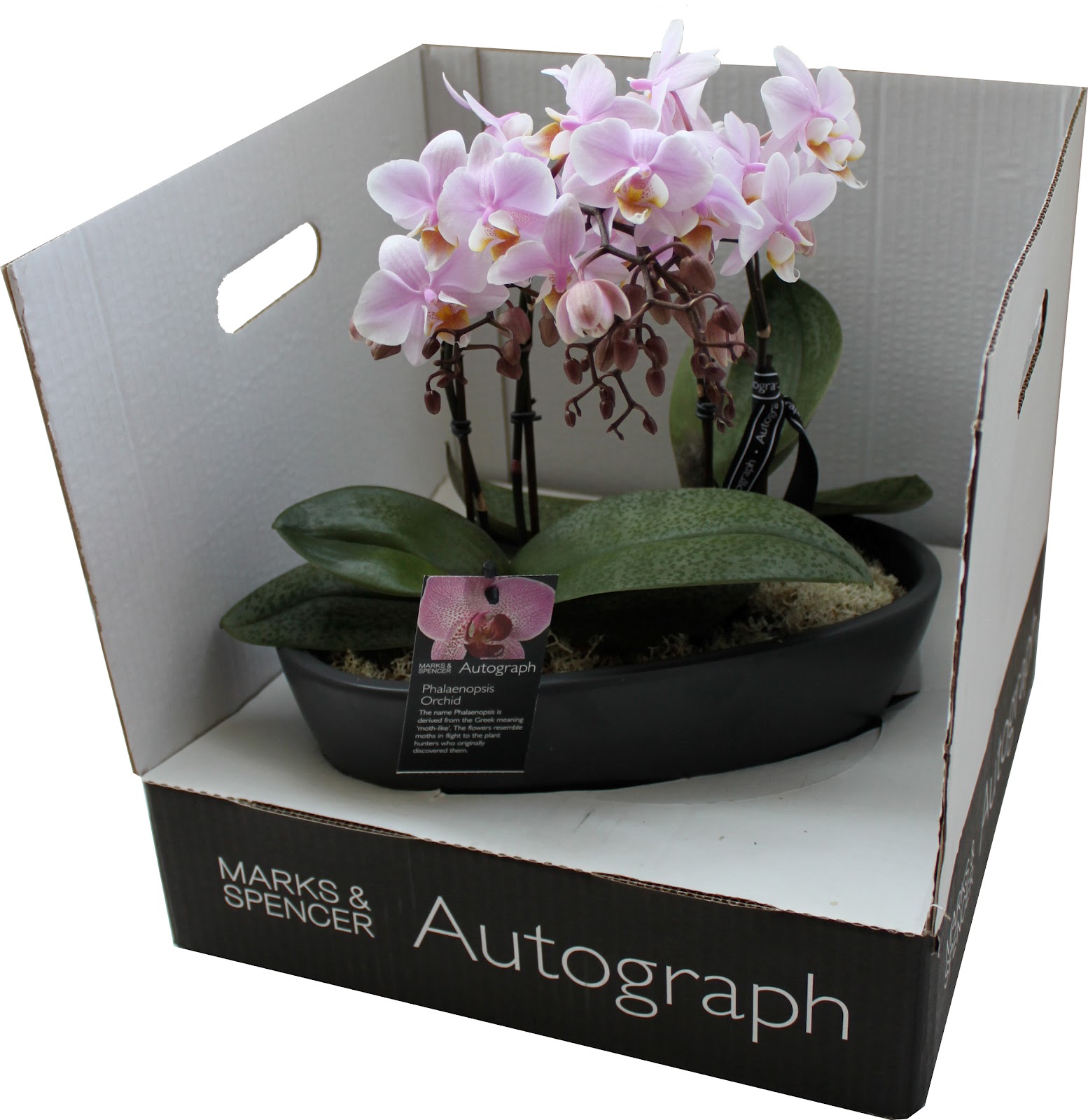 What's Make U Creative?: Packaging Design - Orchid