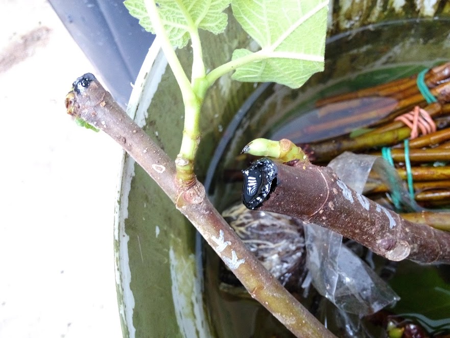 PANDUAN PENJAGAAN DAN MENANAM POKOK TIN | Tanaman Pokok Buah Tin