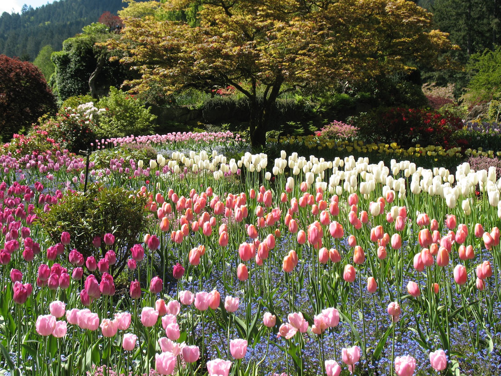 The Well-Watered Garden: Tulips at Butchart Gardens
