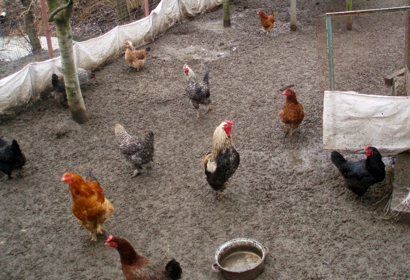 Blogul Simonei: Poze cu găini