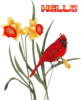 Nash Animations: Cardinals Animation