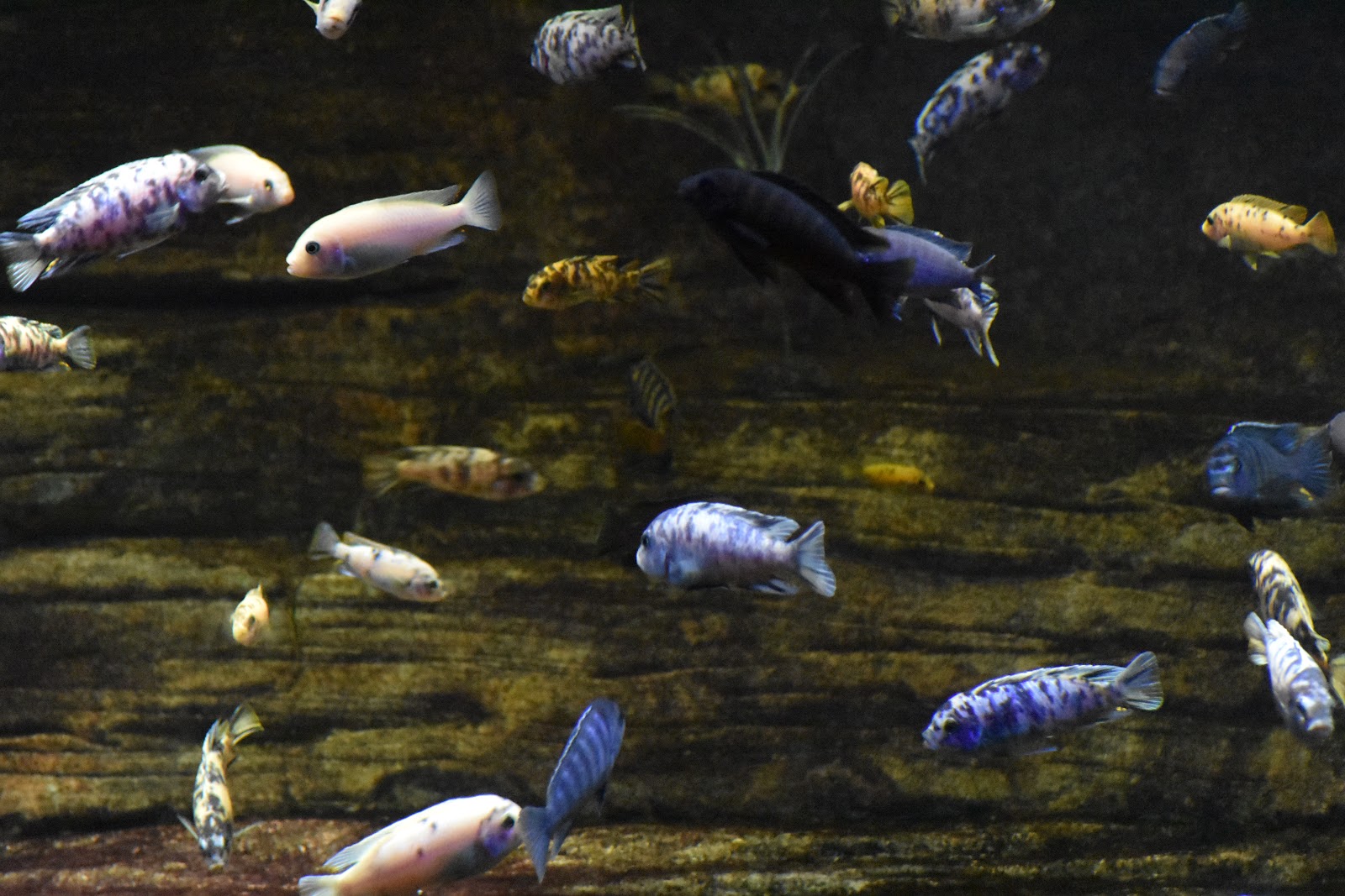 Figuring It Out 101: Milwaukee County Zoo, Milwaukee Wisconsin