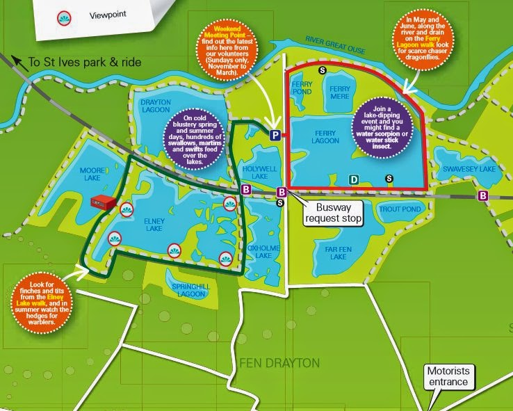 Gnome's Birding Diary: Fen Drayton Baikal Teal