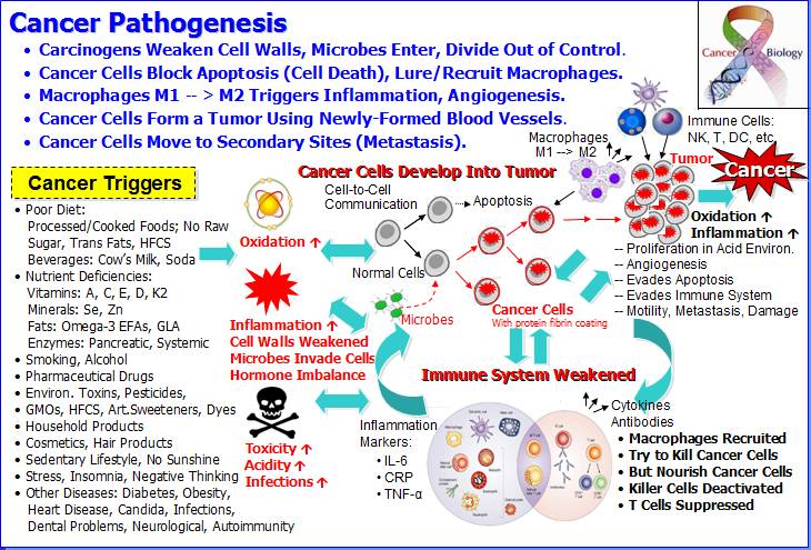 Death to Cancer: Cancer Pathophysiology
