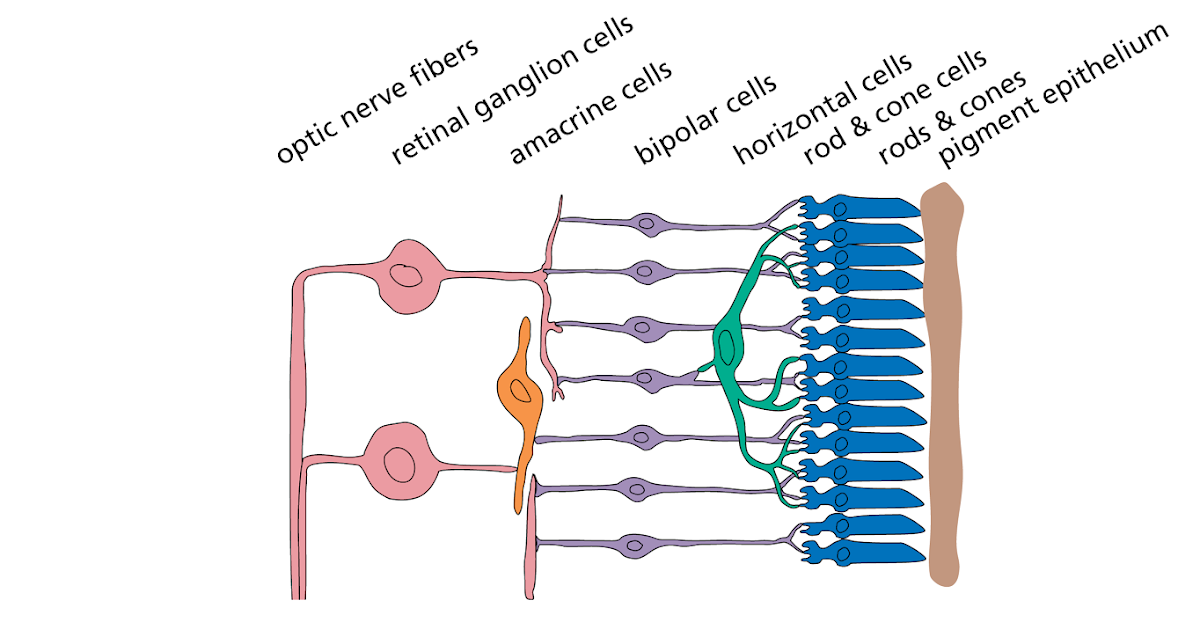 The Mostly Color Channel: Retina's transcripotme