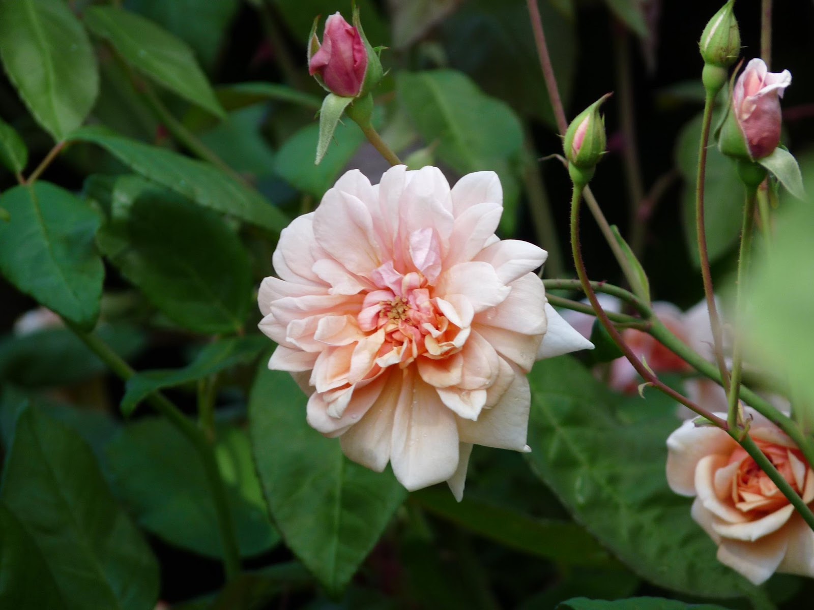 Promesse de roses: Une renaissance : la roseraie de Morailles (45)