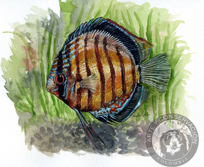 Arte y Conservación Journal: Pez disco (Symphysodon)