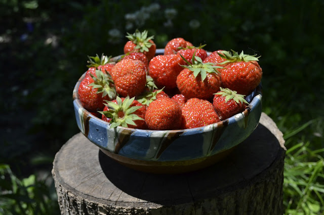 cele patru anotimpuri: Căpşuni