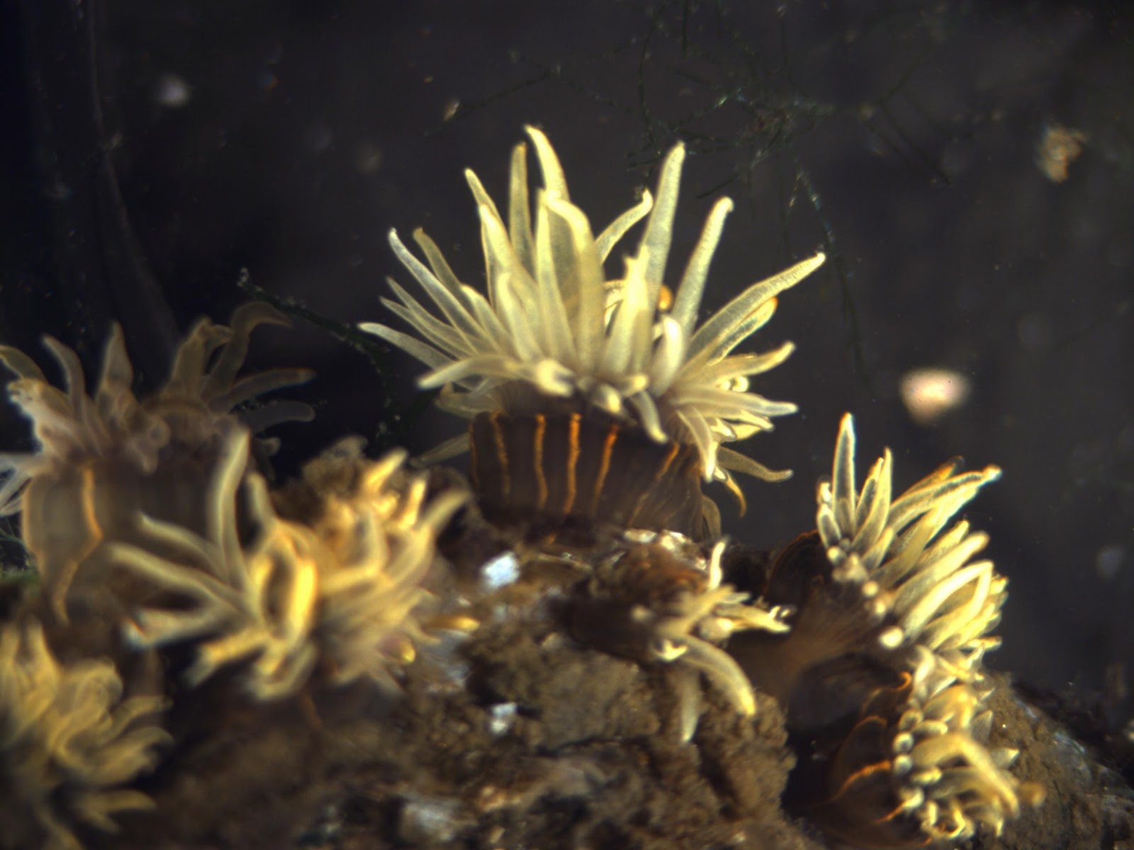 Harbor Watch: Striped Anemone at Wellfleet Marina