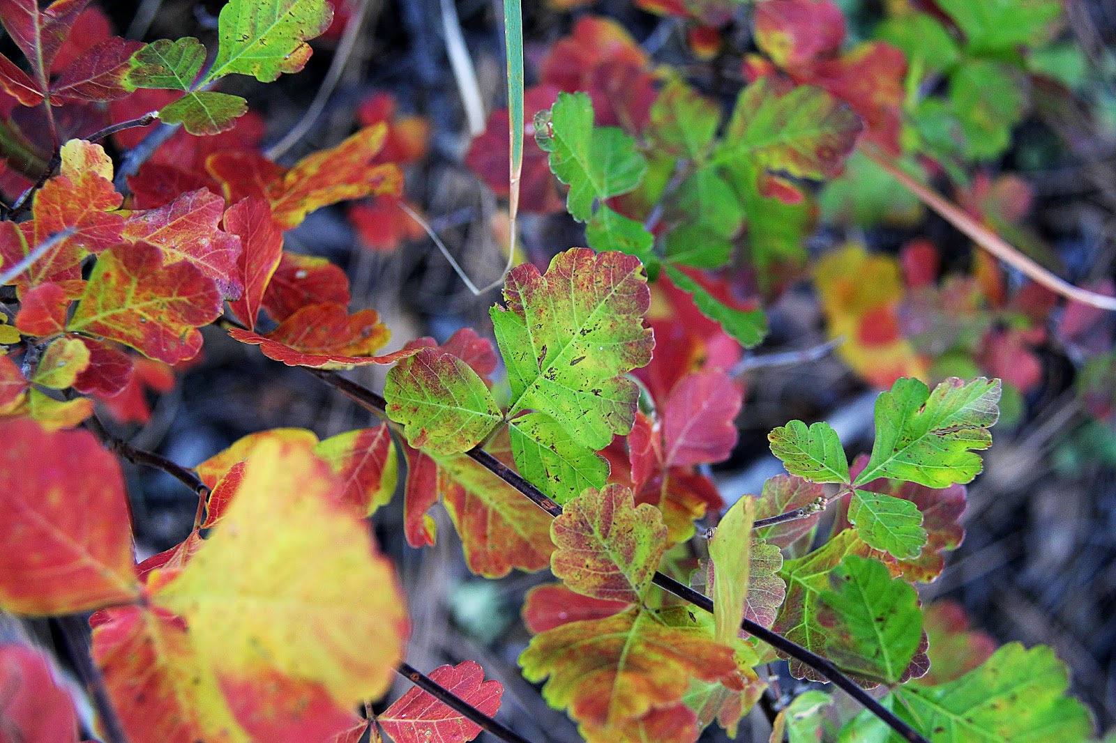 Simplicity Itself Photography: Leaf Photography And Leaf Photos