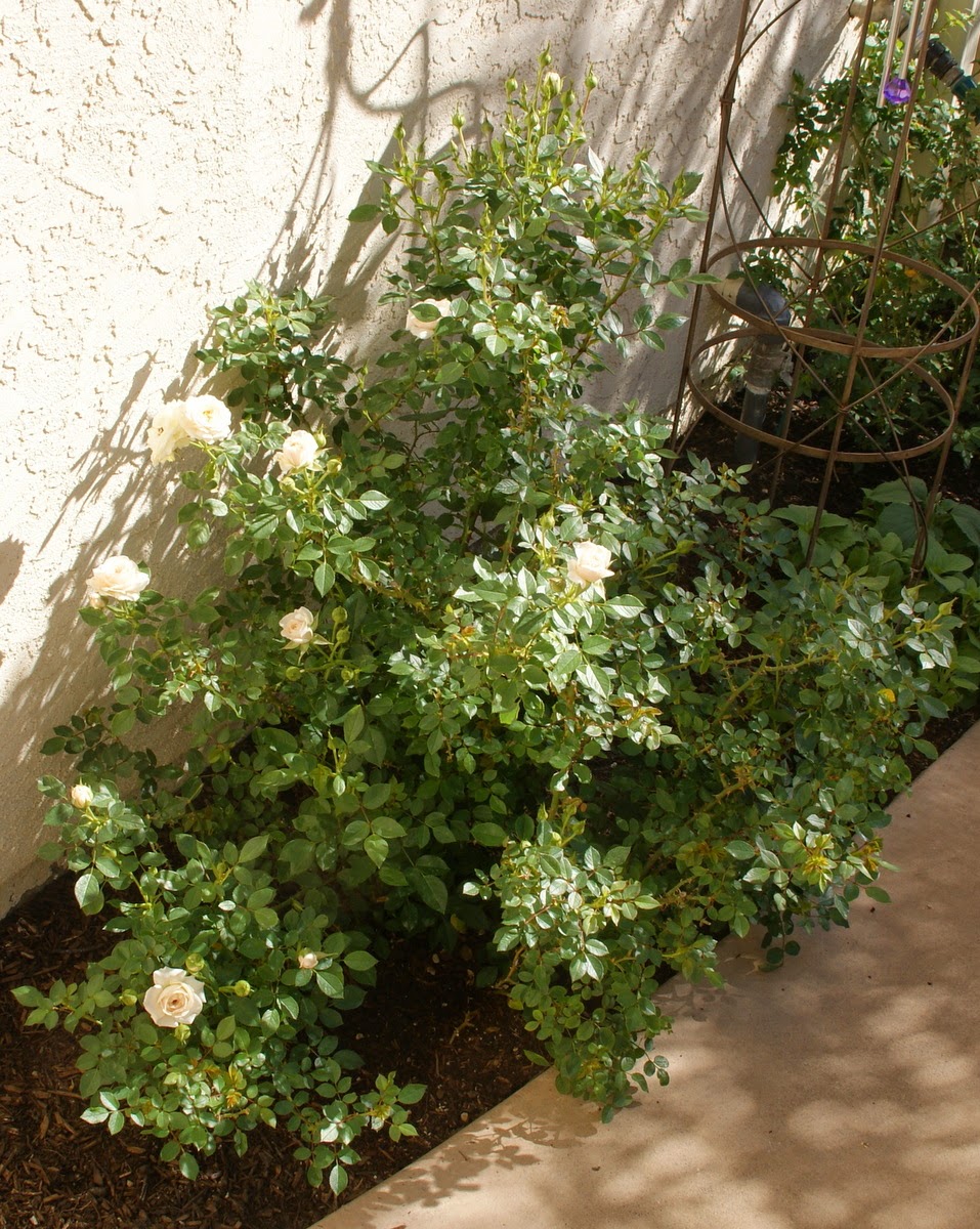 Organic Garden Dreams: March Roses