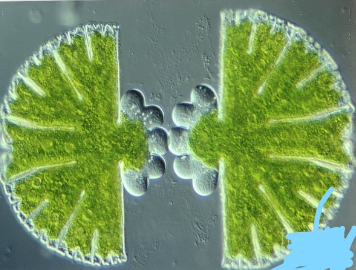 Thallophyta ( plant kingdom ) , plantae: classification