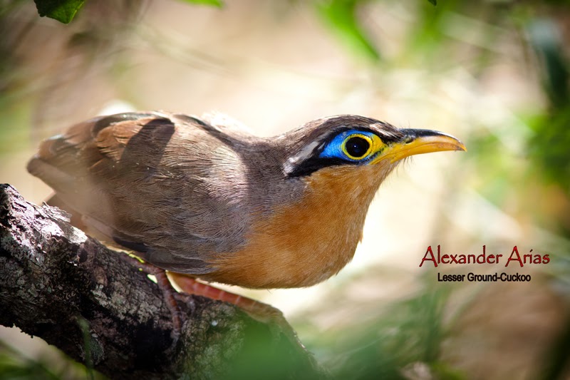 Bellas Aves de El Salvador: Morococcyx erythropygus (cuclillo terrestre ...
