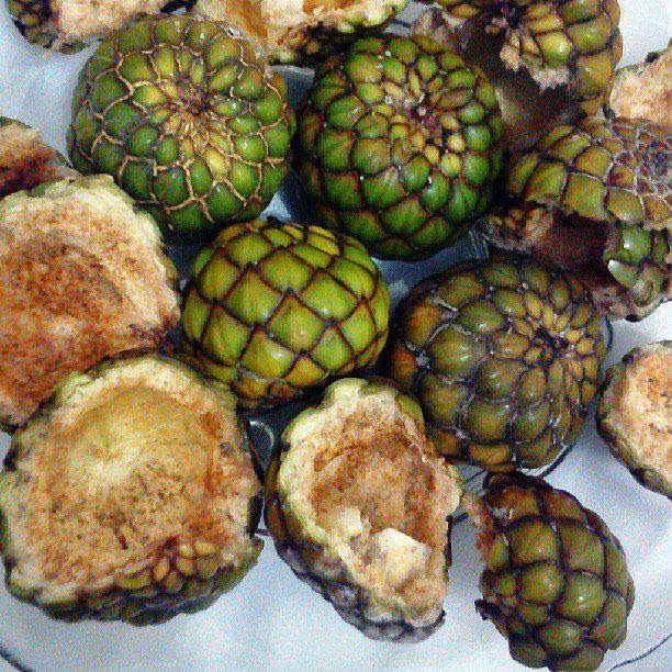 F L O R A: Rumpia atau Buah Sagu