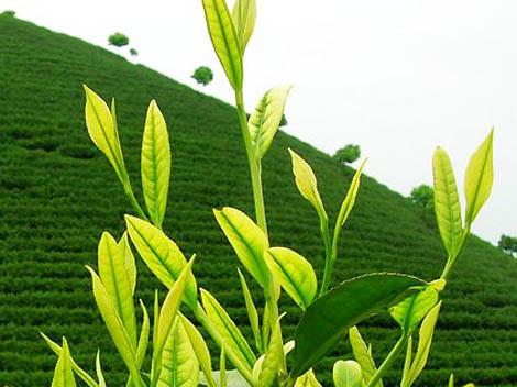 The Tea Horse Caravan: White Tea Valley - China