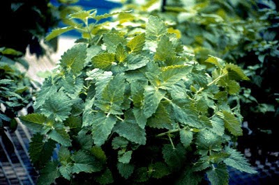 SEGREDOS DA DINDA: Como Plantar CatNip a Erva de Gato em casa