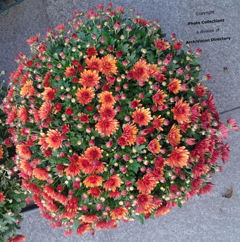 Chrysanten - Crysanten foto's