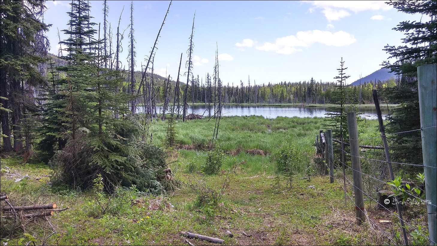 Northern Interior British Columbia: Dead Trees In Swampy Lake Houston ...