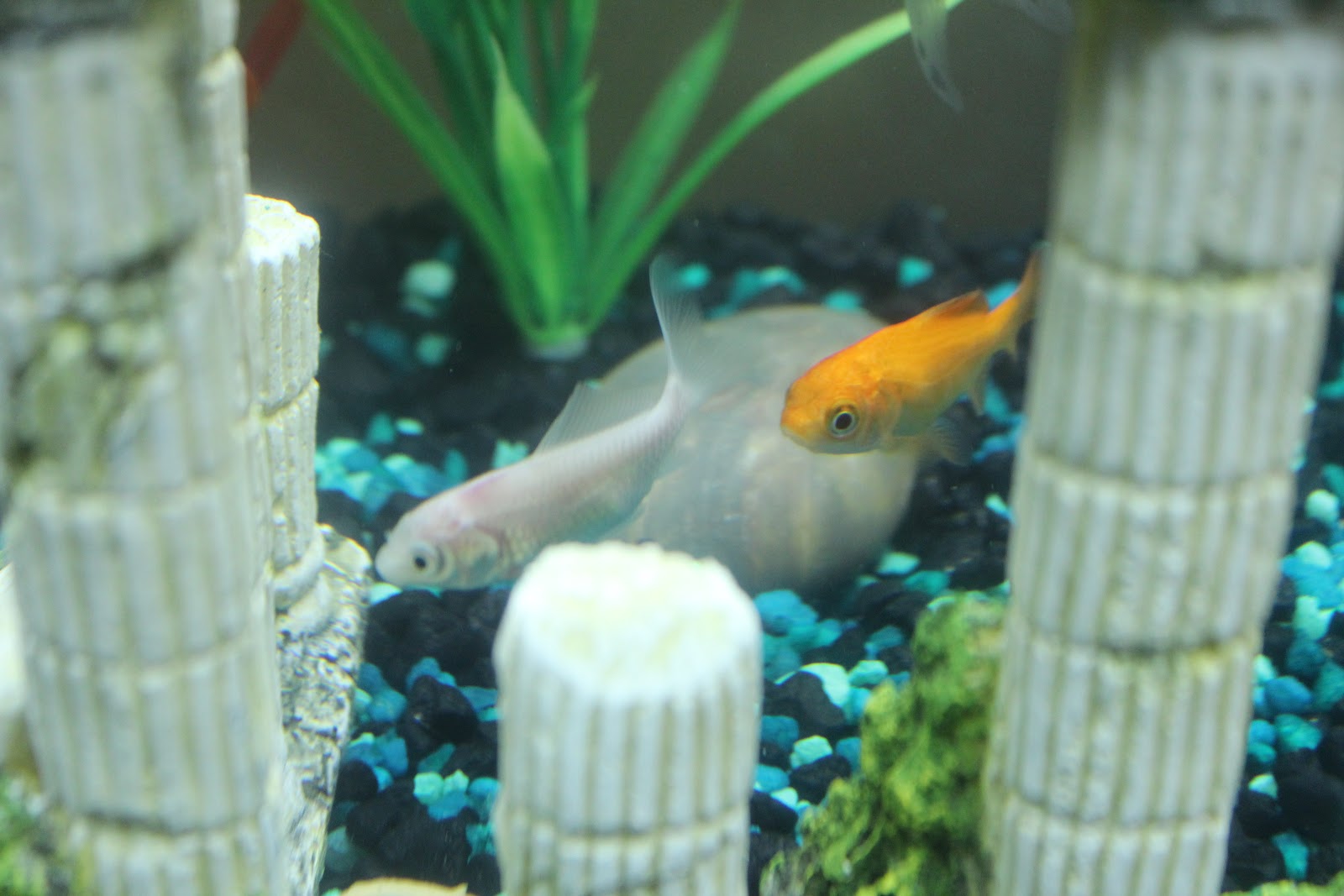 Raz Berries: Fish Are Friends