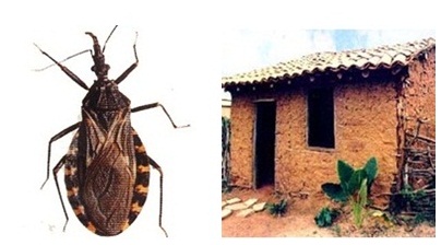 BLOG DOS INSETOS: DICA TSERV: Barbeiro - Cuidado com este inseto.